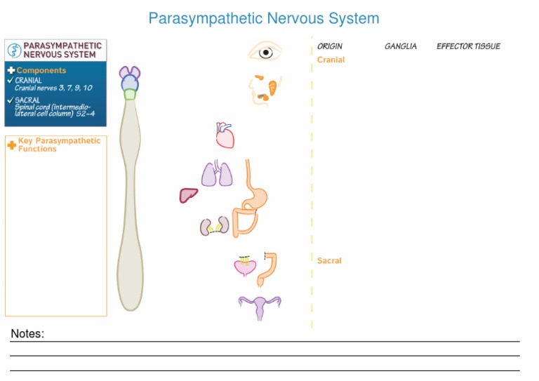 Parasympathetic Nervous System: Notes | PDF