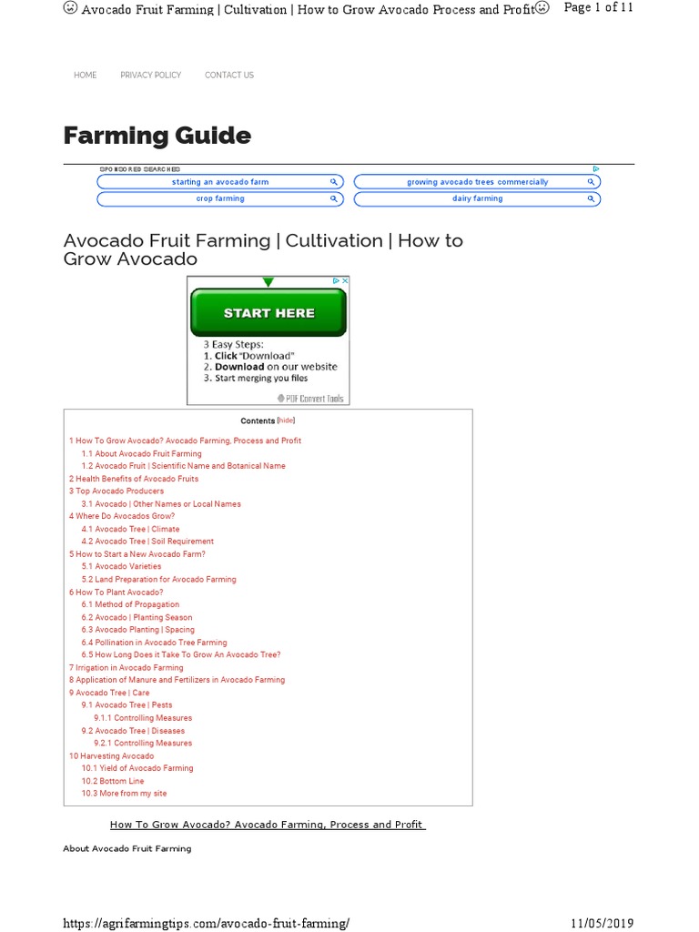 Avocado Fruit Farming - PDF | PDF | Avocado | Fertilizer