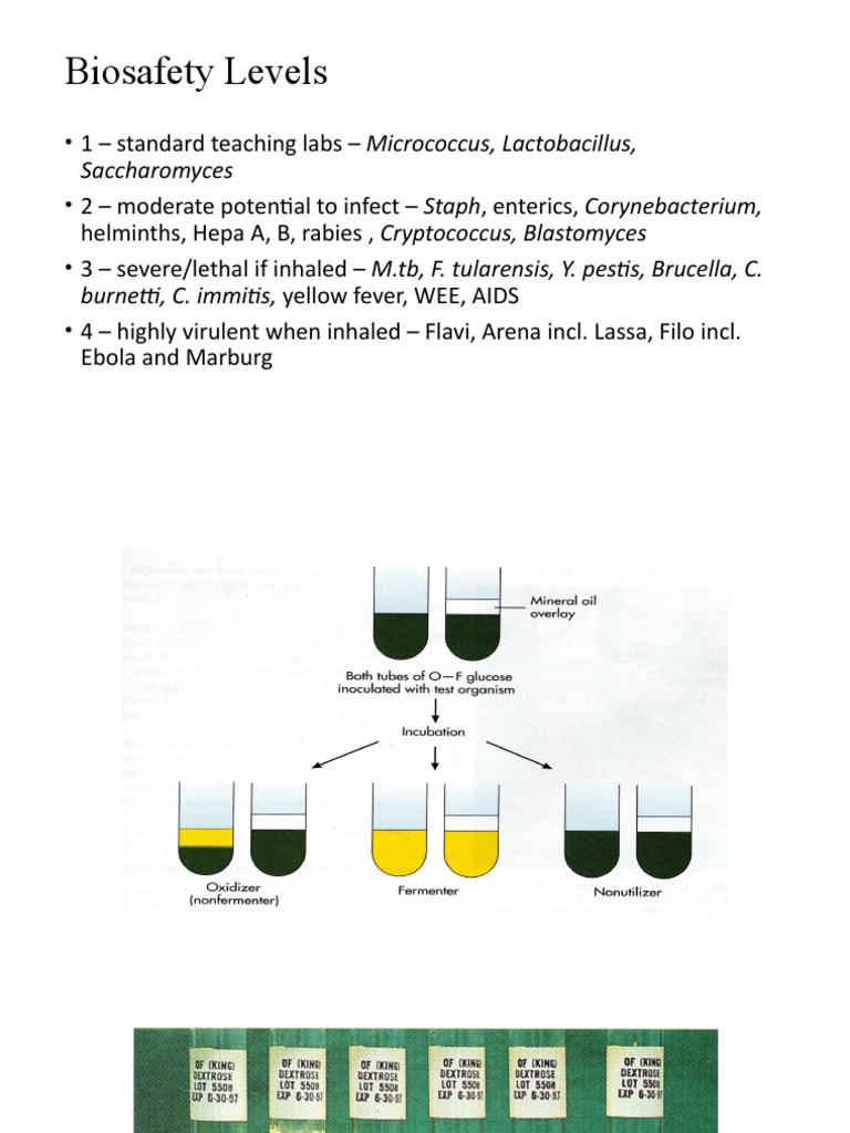 Fastidious Gram Negative Rods | PDF | Microorganism | Prokaryote
