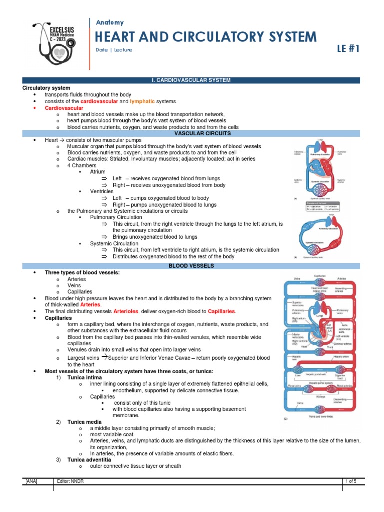 Circulatory System PDF | PDF | Circulatory System | Artery