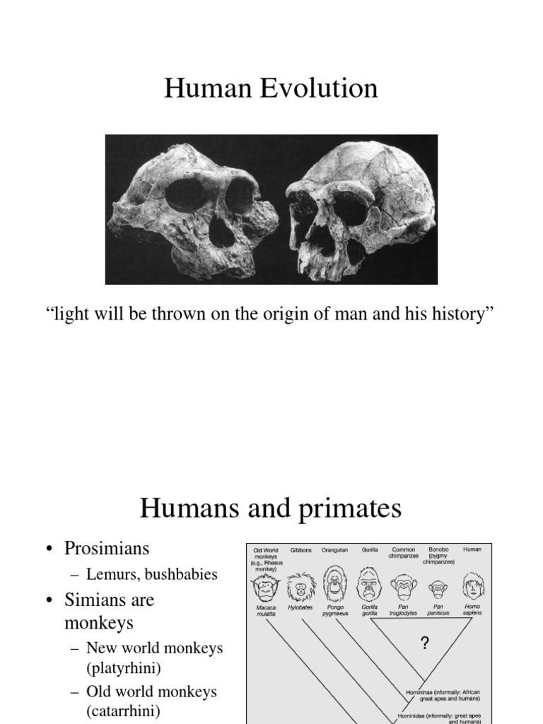 Human Evolution | PDF | Homo | Pliocene