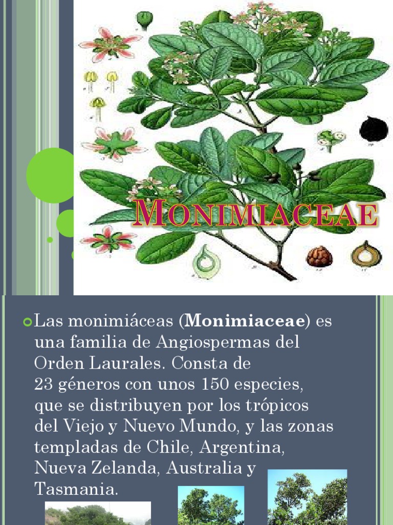 Monimiaceae: Características y Especies | PDF | Hoja | Organismos