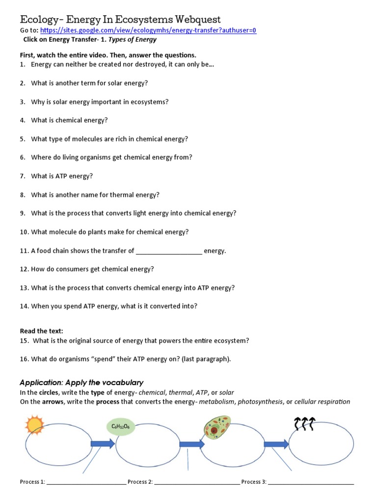 Energy Flow in Ecosystems Webquest | PDF | Food Web | Ecosystem