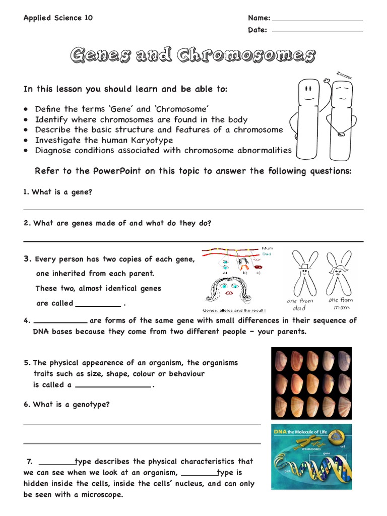 Genes and Chromosomes Worksheet | PDF | Chromosome | Sex
