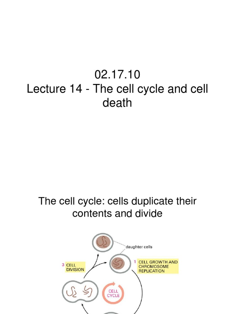 02.17.10 Lecture 14 - The Cell Cycle and Cell Death | PDF | Cell Cycle ...