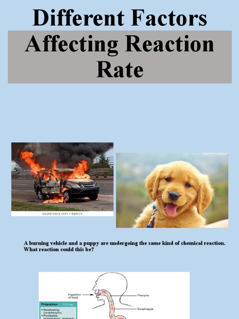 Factors Affecting Reaction Rates | PDF | Reaction Rate | Chemical Reactions