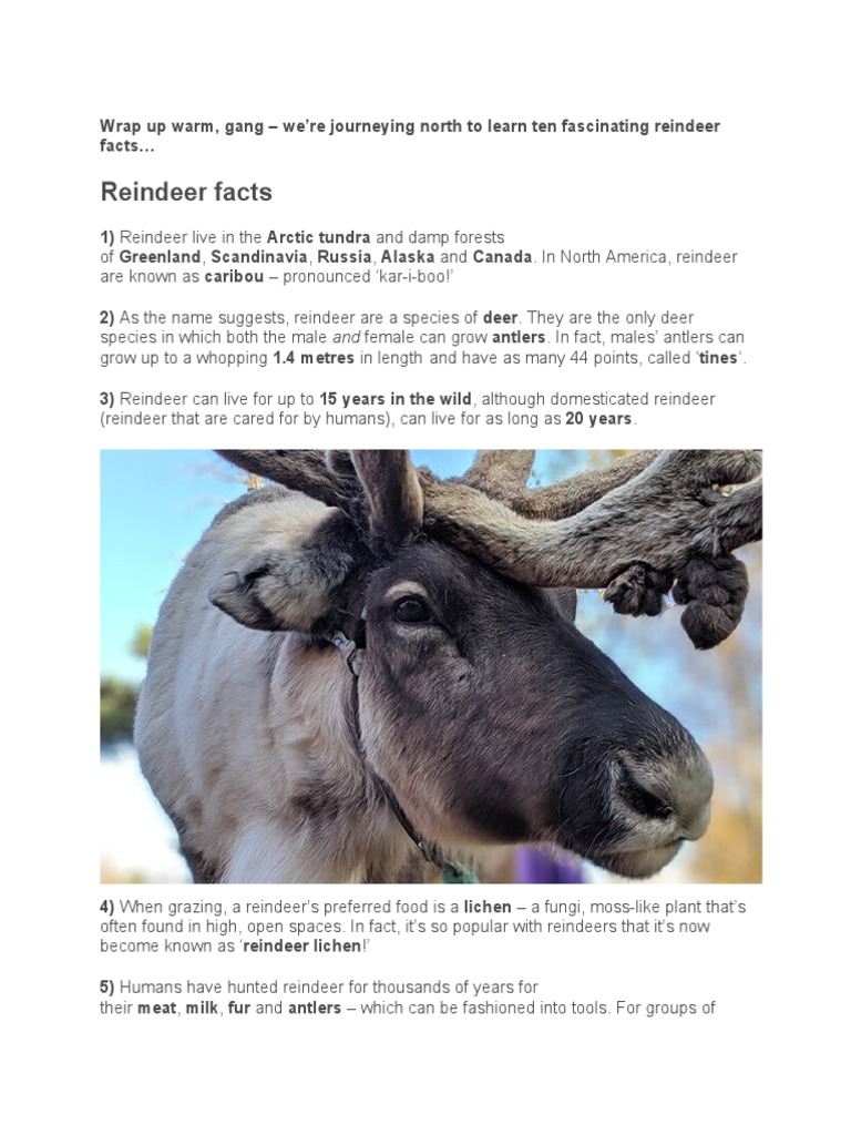 Facts About Reindeers | PDF