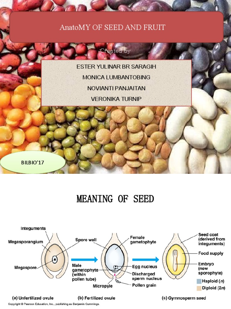 Anatomy and Types of Seeds and Fruits | PDF | Seed | Embryo