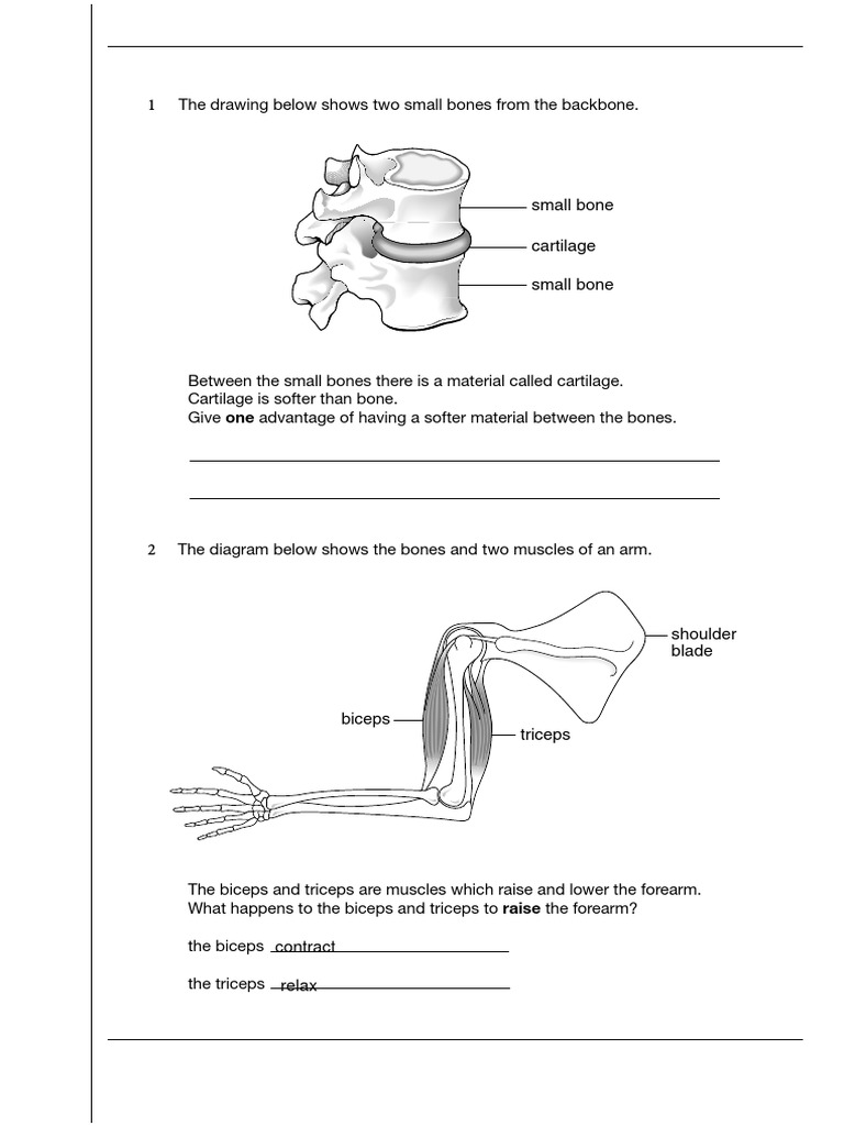 Skeletal System Worksheet1 | PDF | Arm | Shoulder