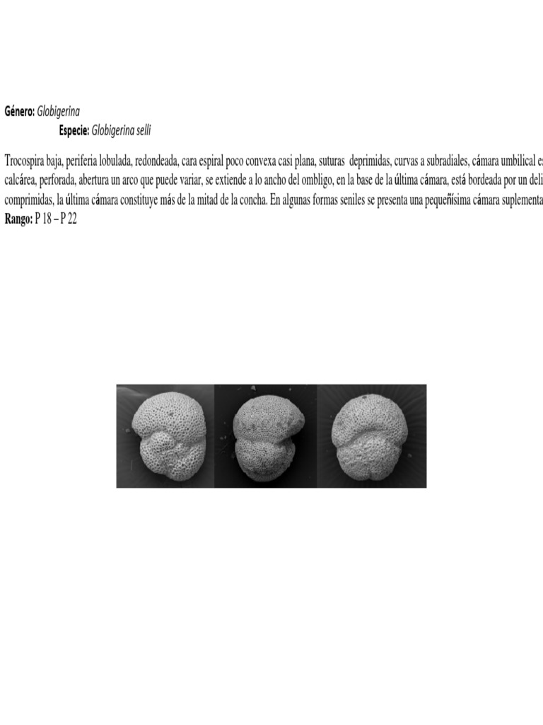 Globigerina Selli | PDF