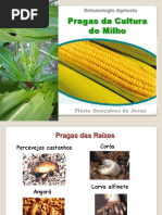 Morfologia e Estrutura Da Planta de Milho | PDF | Milho | Agricultura