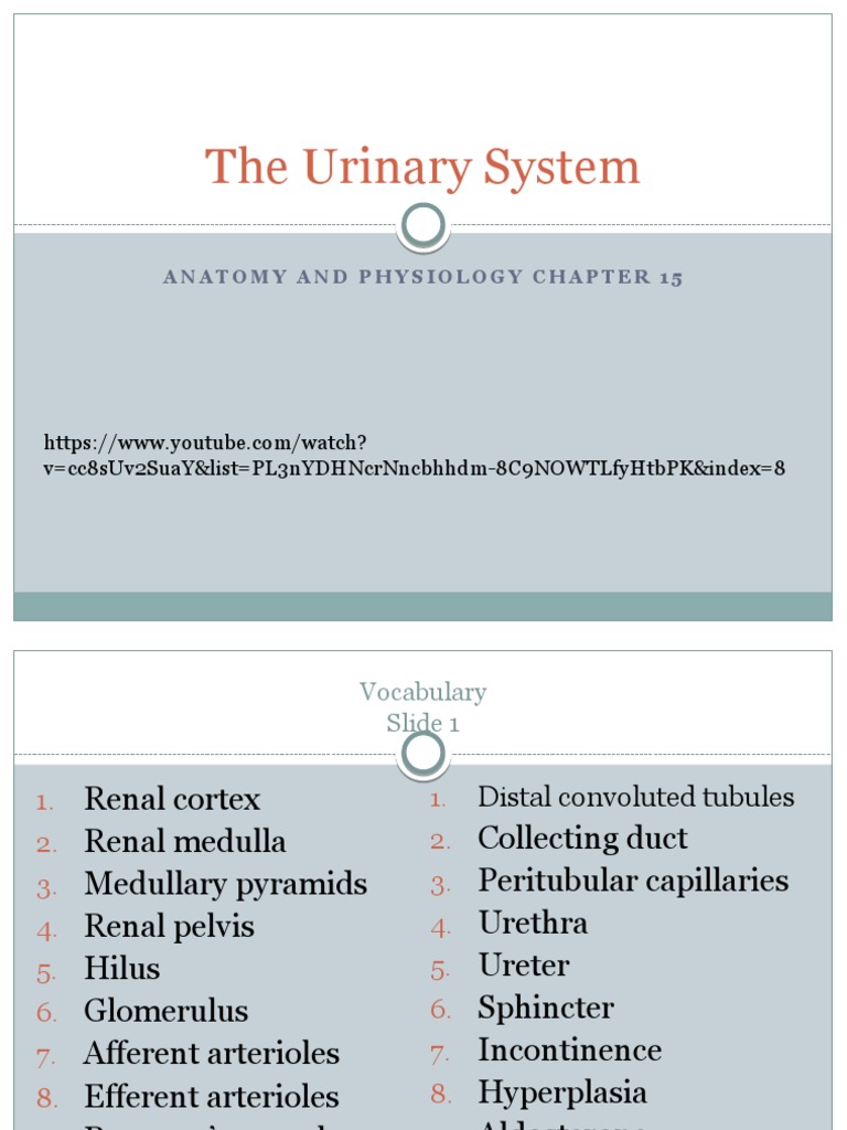 The Urinary System: V Cc8Suv2Suay&List Pl3Nydhncrnncbhhdm ...