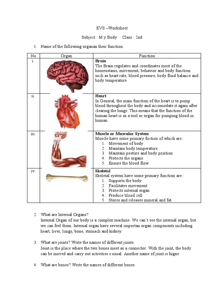 Parts Of The Human Body And Their Functions