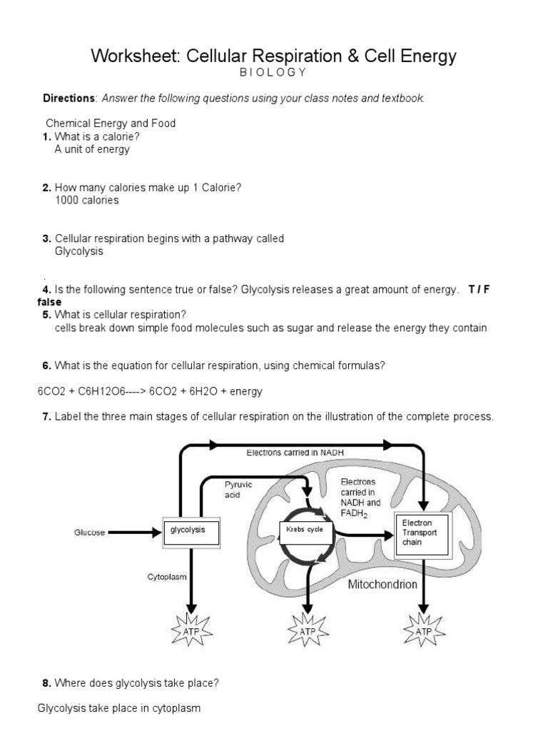 Worksheet: Cellular Respiration & Cell Energy | PDF | Cellular ...