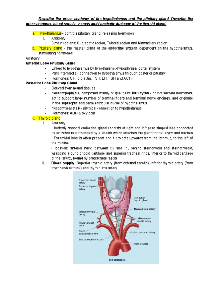 Physio Respi | PDF | Thyroid Stimulating Hormone | Thyroid