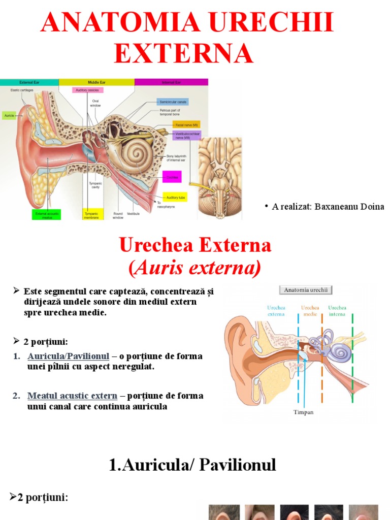 Urechea Externa | PDF