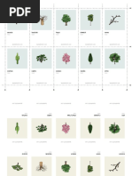 Adjectives For Describing A Plant | PDF | Plants | Flowers
