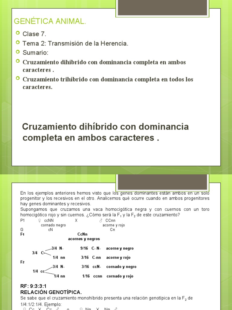 GENÉTICA ANIMAL. Clase 7 - Cruzamiento Dihibrido - Trihibrido | PDF ...