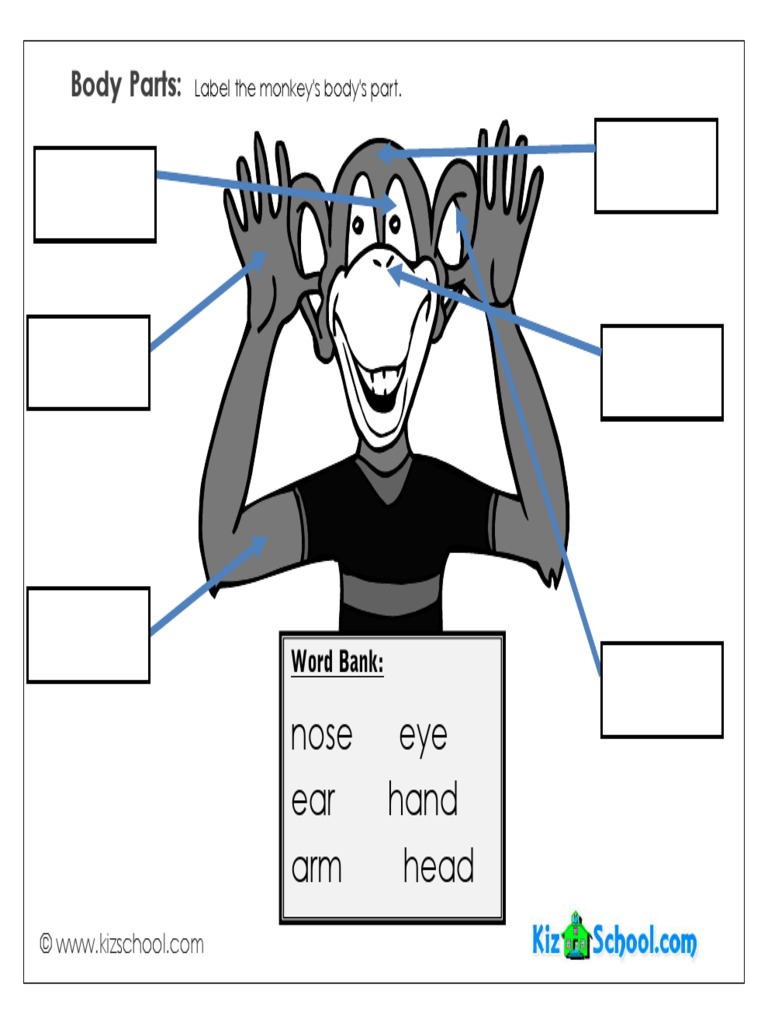BodyParts - Label Face PDF | PDF | Language Arts & Discipline