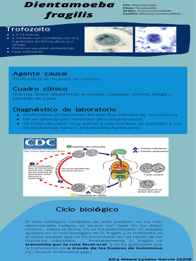 Ciclo De Vida Da Dientamoeba Fragilis Protozooses Parasitologia