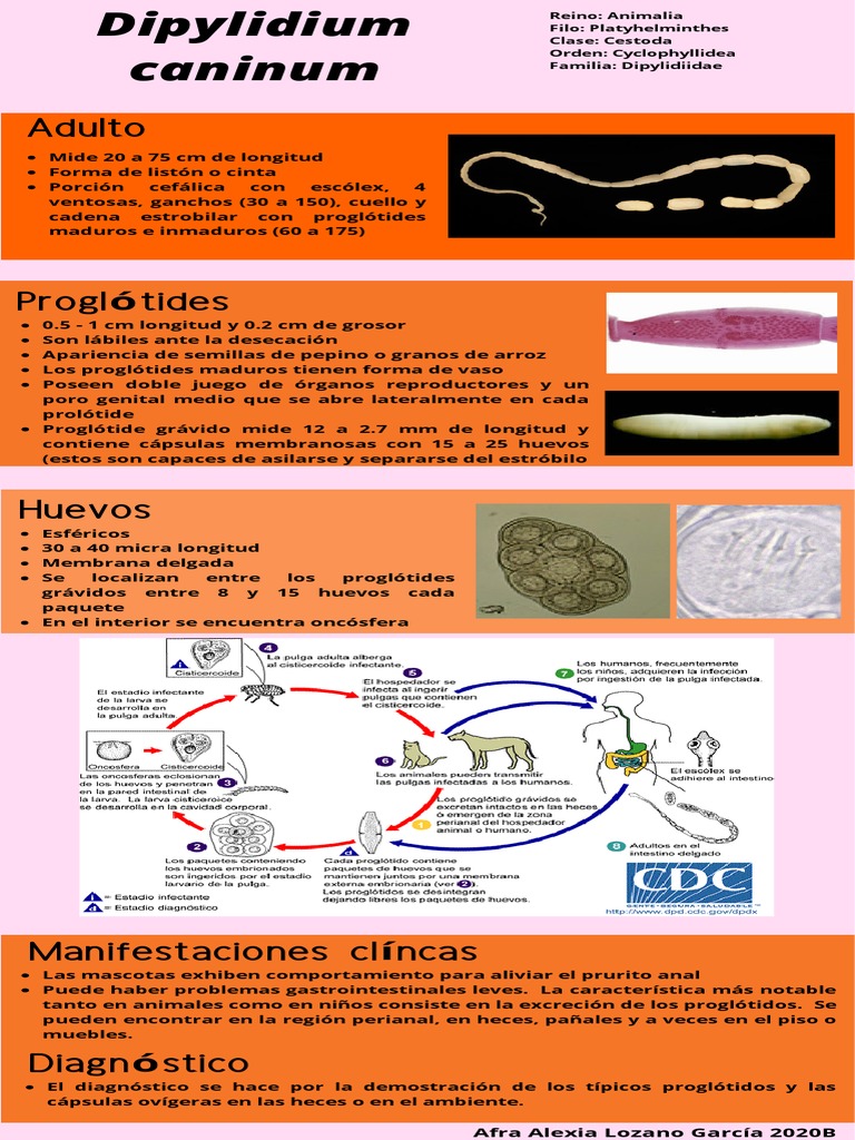 Dipylidium Caninum | PDF