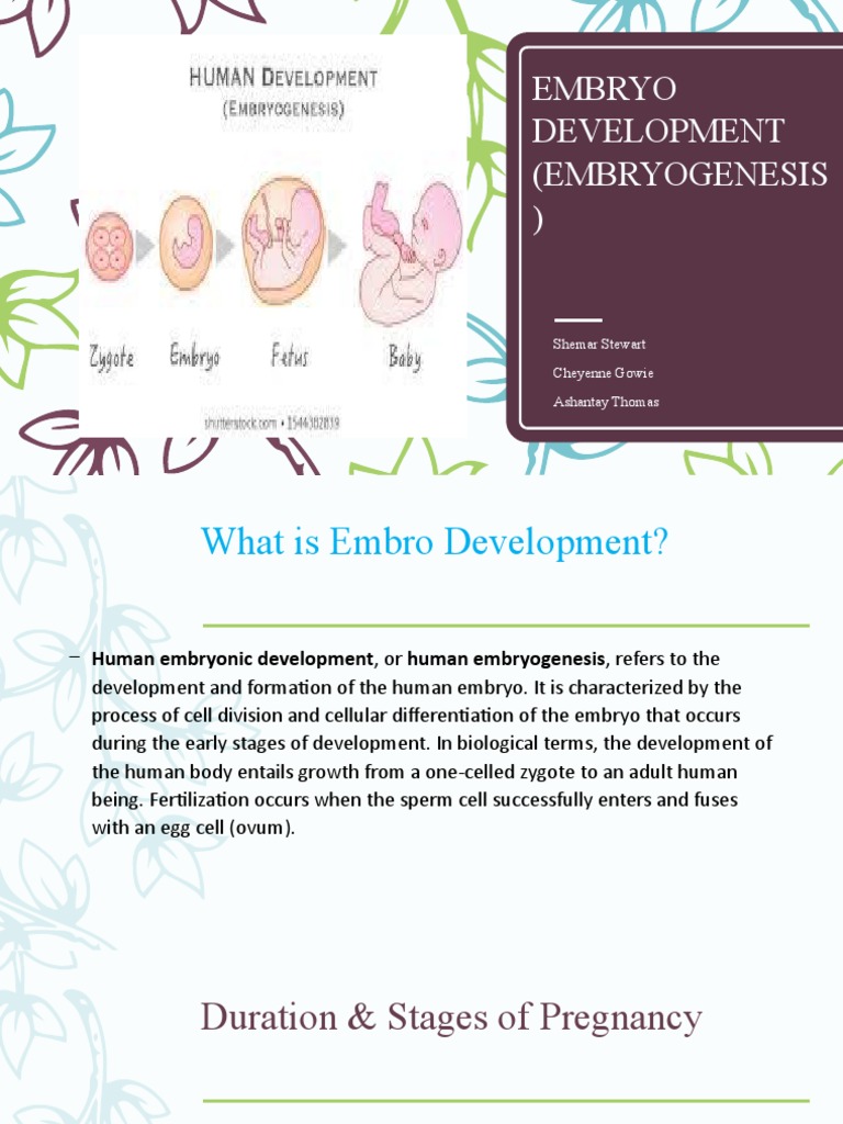 Embryo Development (Embryogenesis) | PDF | Fetus | Implantation (Human ...