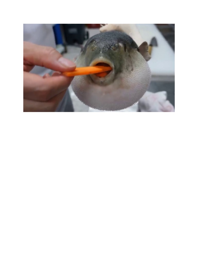 Pufferfish Eating Carrot | PDF