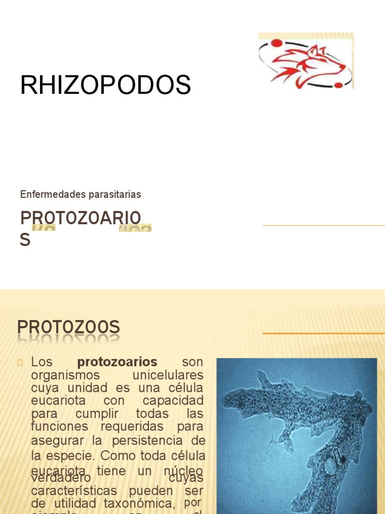 Los Rhizopodos | PDF | Organismos | Microbiología