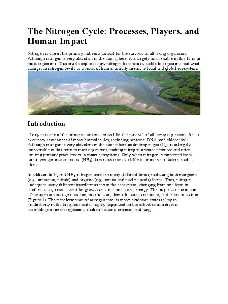 The Nitrogen Cycle: Processes, Players, and Human Impact | PDF ...