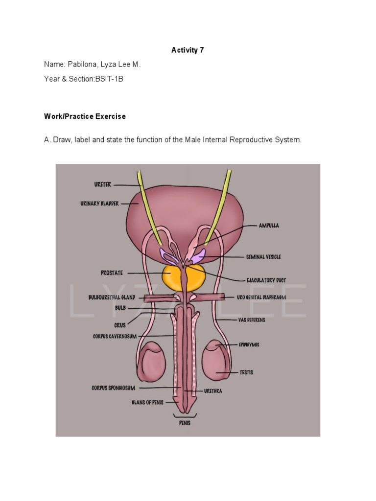 Name: Pabilona, Lyza Lee M. Year & Section:BSIT-1B: Activity 7 | PDF