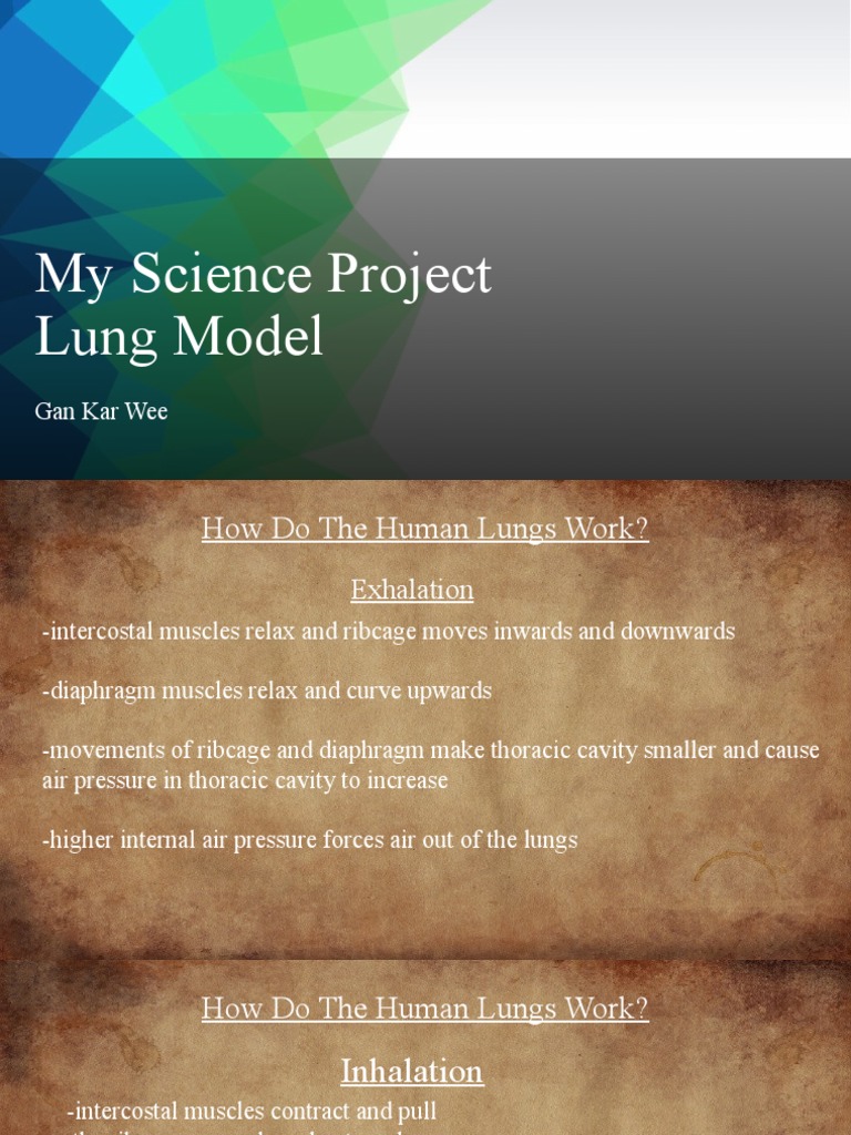 Form 3 Science Lungs | PDF