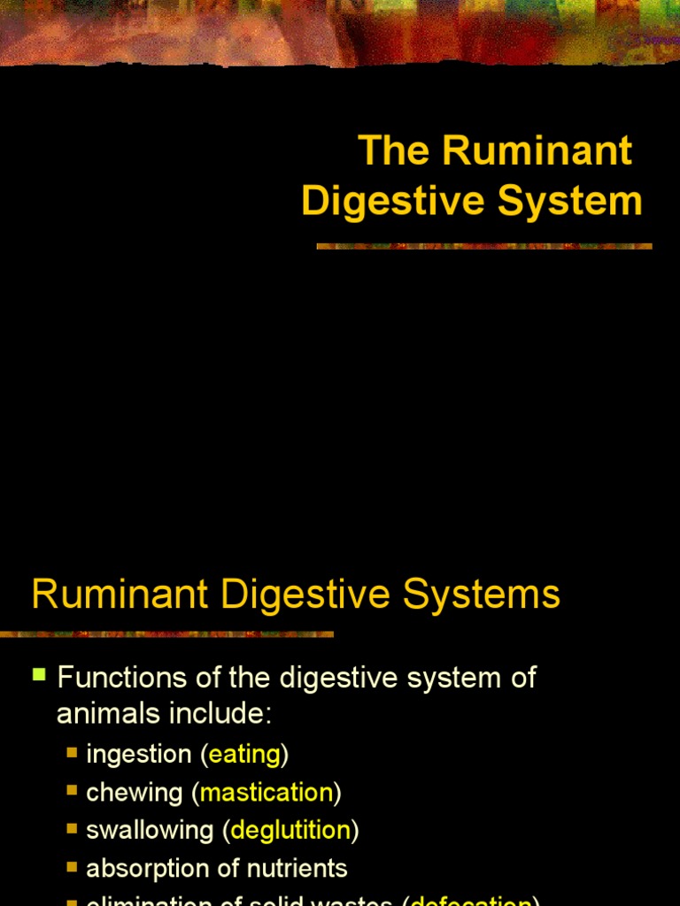 Ruminant Digestive System | PDF | Ruminant | Human Digestive System