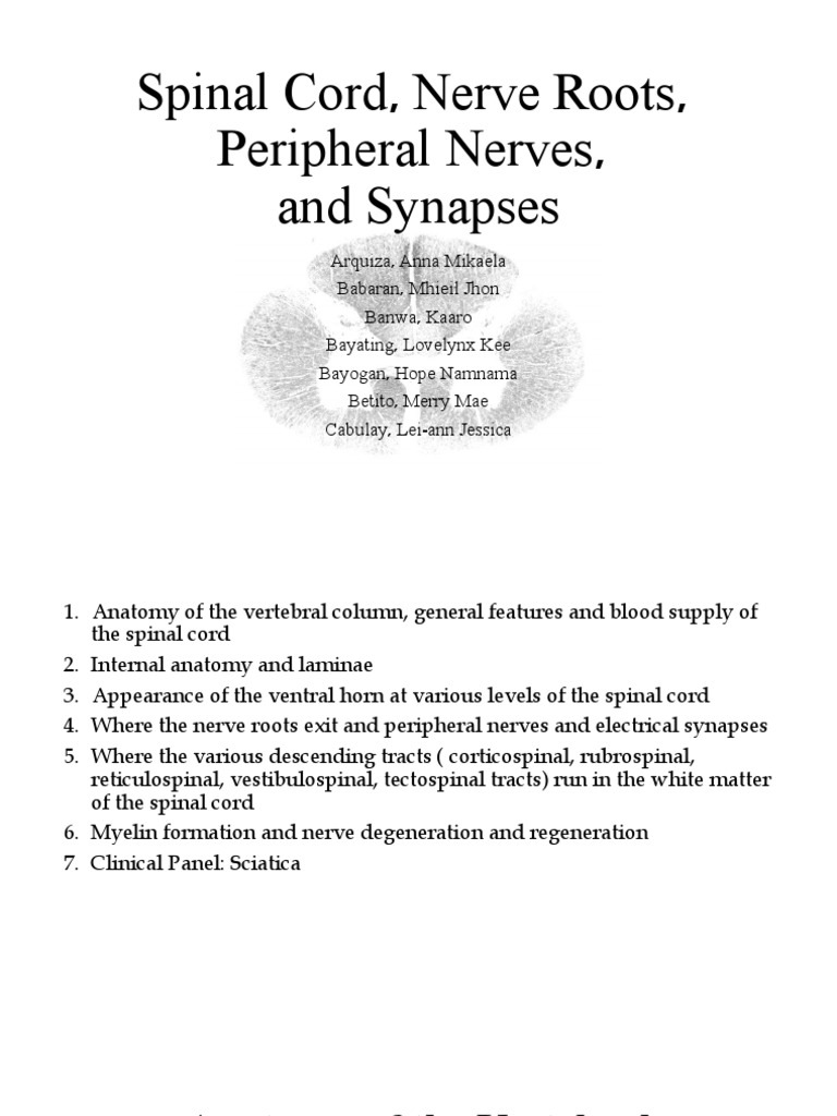 Spinal Cord, Nerve Roots, Peripheral Nerves, and Synapses | PDF ...