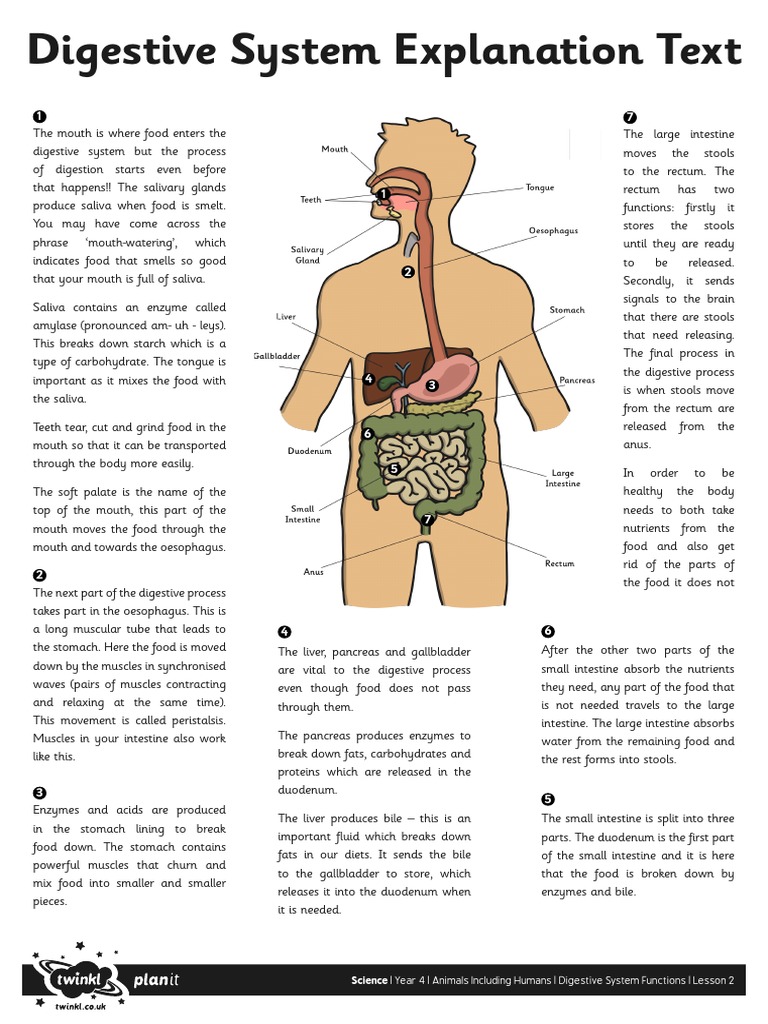 Digestive System Explanation Text and Questions | PDF | Human Digestive ...