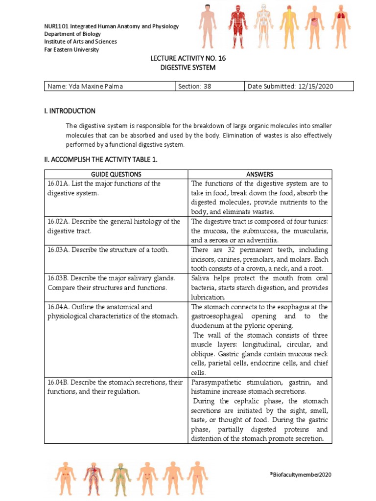 Lec Activity16-And-17 Digestive System | PDF | Adenosine Triphosphate ...