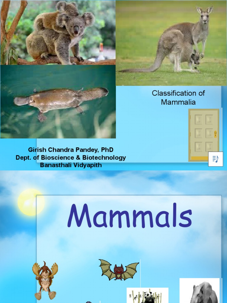 Classification of Mammals | PDF | Cetacea | Marsupials