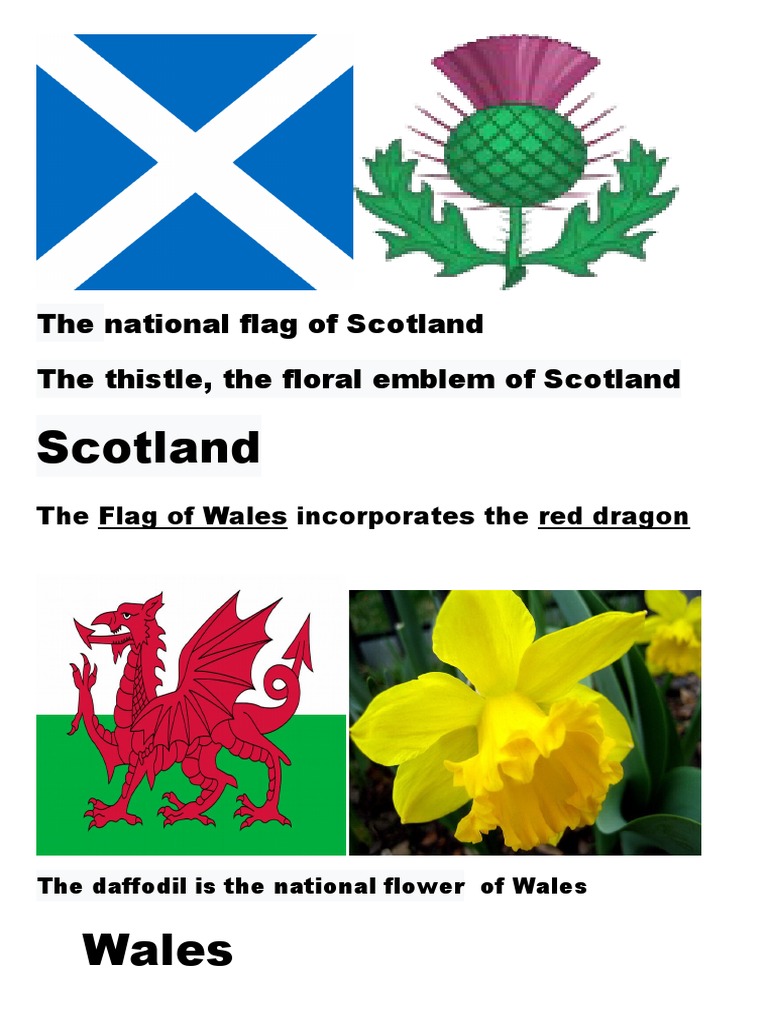 Scotland: The National Flag of Scotland The Thistle, The Floral Emblem ...
