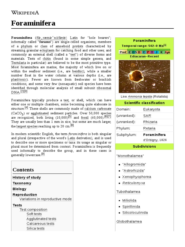 Foraminifera Foraminifera (/F | PDF | Reproduction | Organisms