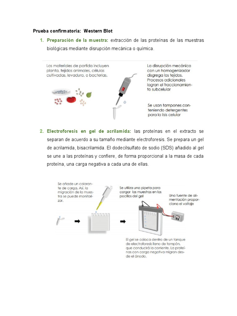 Western Blot | PDF | Técnicas de laboratorio. | Ciencias de la vida