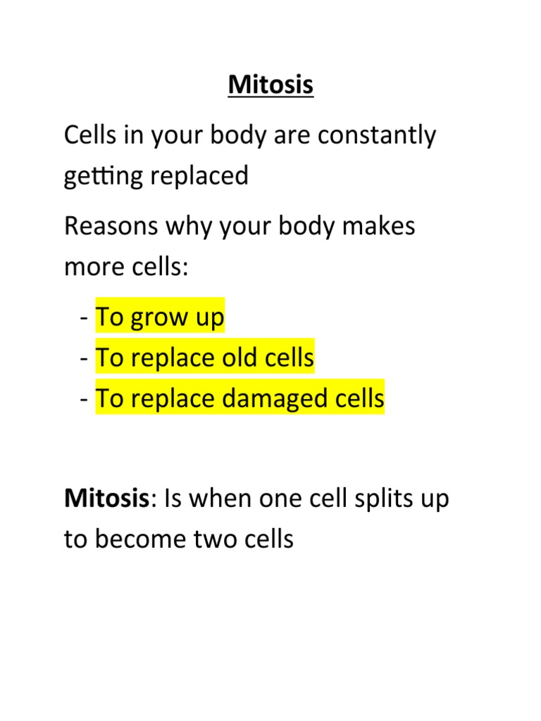 Lesson 2 - Mitosis Notes | PDF