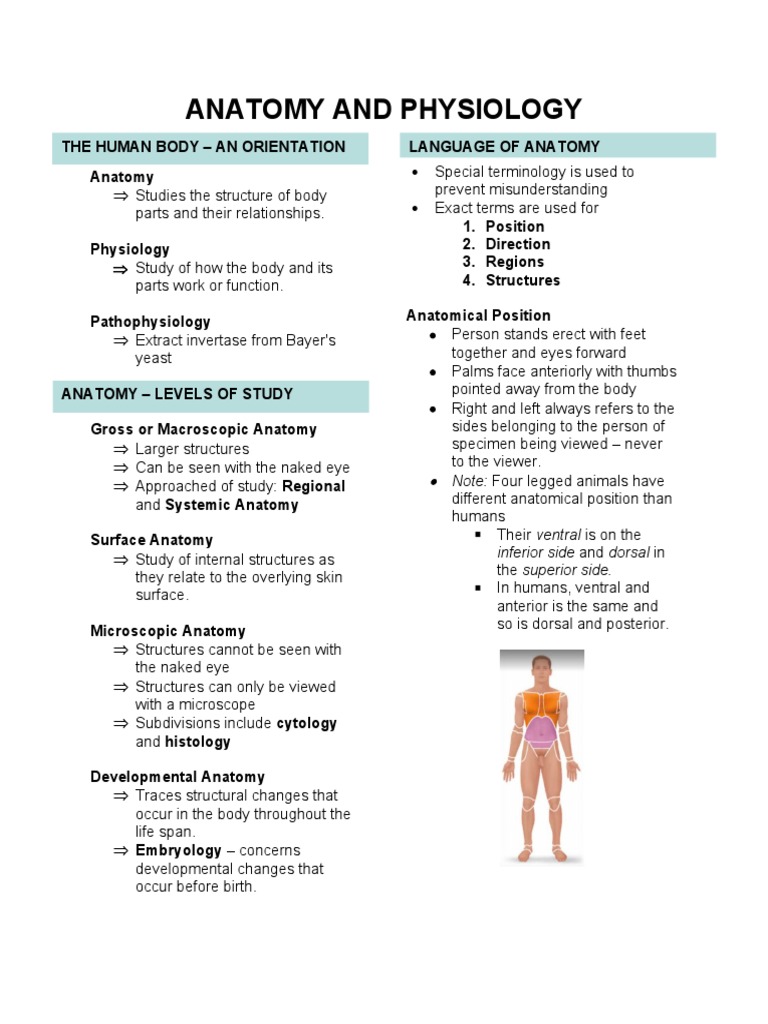Anatomy And Physiology Notes Pdf Anatomical Terms Of Location