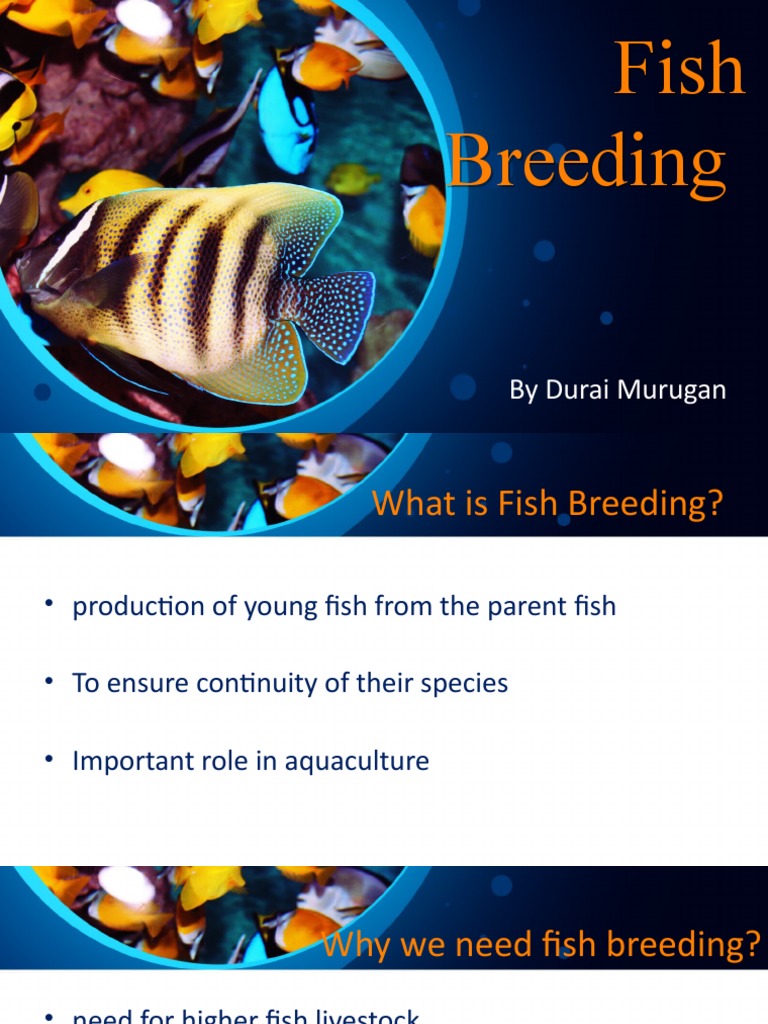 Fish Breeding | PDF | Selective Breeding | Fish