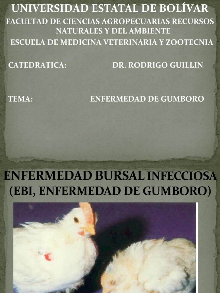GUMBORO | PDF | Virus | Sistema inmune