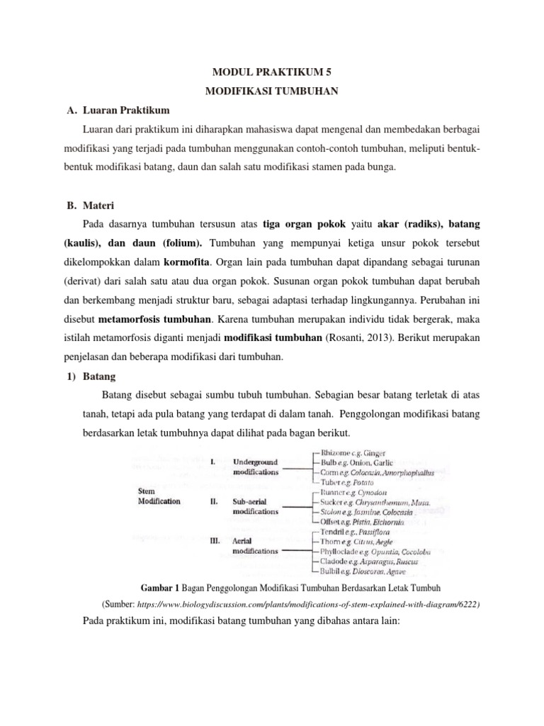 Modul V-Mengenal Modifikasi Tumbuhan | PDF