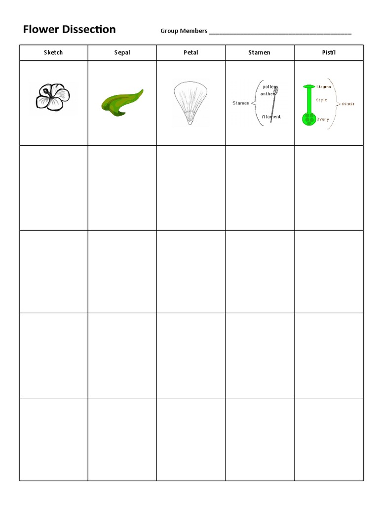 Flower Dissection Work Sheet