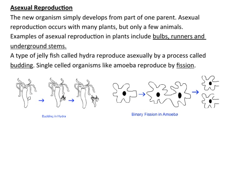 Asexual Reproduction Notes | PDF