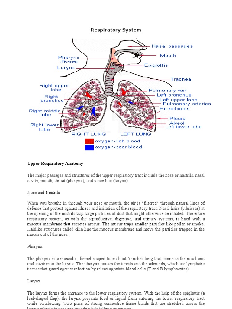 Respiratory System: Nose and Nostrils | PDF | Circulatory System ...