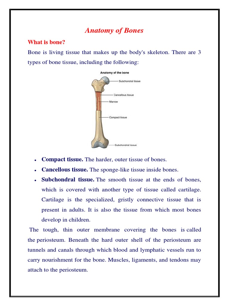 Anatomy of Bones | PDF | Bone | Musculoskeletal System