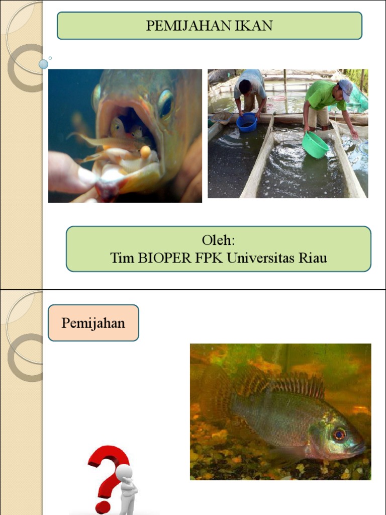 Pemijahan Ikan PDF | PDF