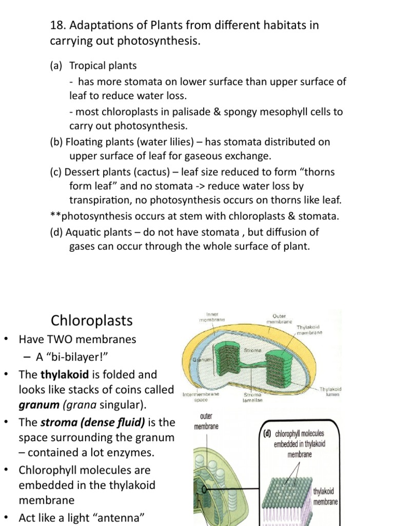 Adaptations of Plants From Different Habitats in Carrying Out ...